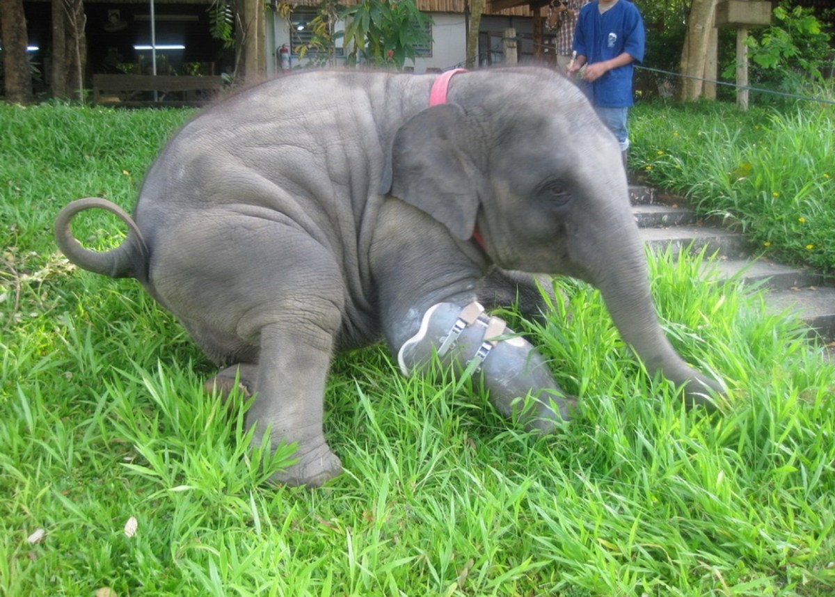 Mosha – มูลนิธิเพื่อนช้าง