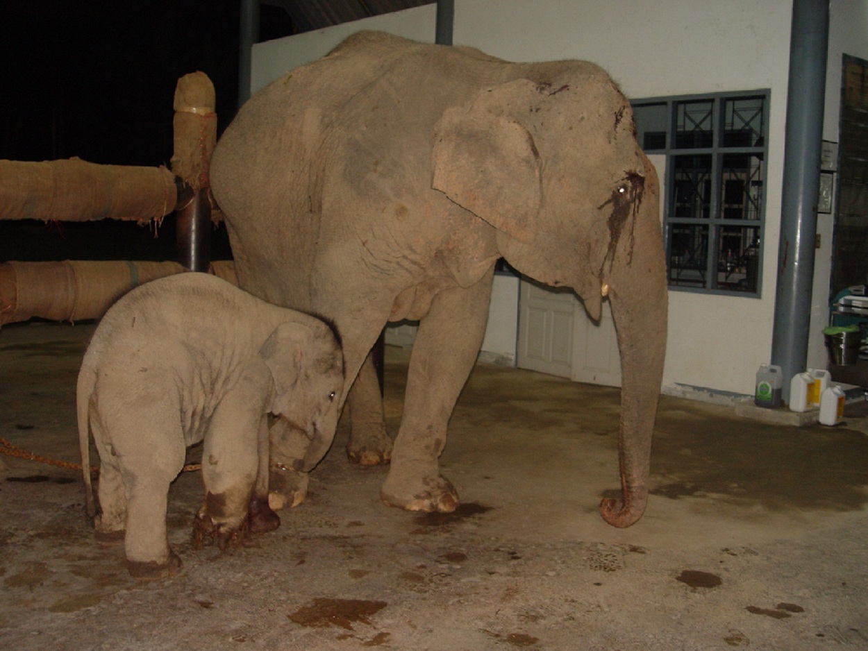 Mosha – มูลนิธิเพื่อนช้าง